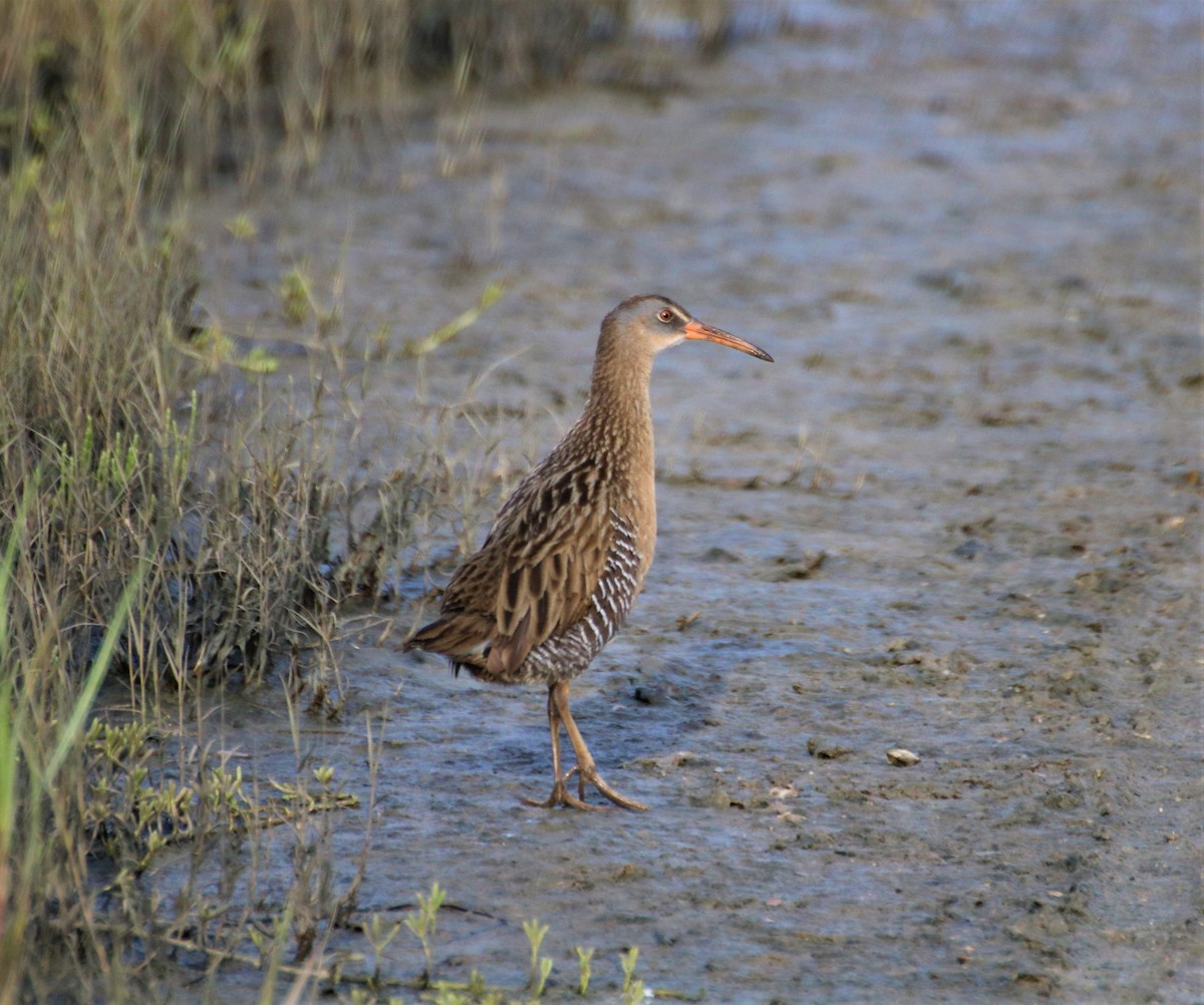 eBird Checklist - 2 Nov 2019 - Galveston Island SP (UTC 070) - 18 species (+2 other taxa)