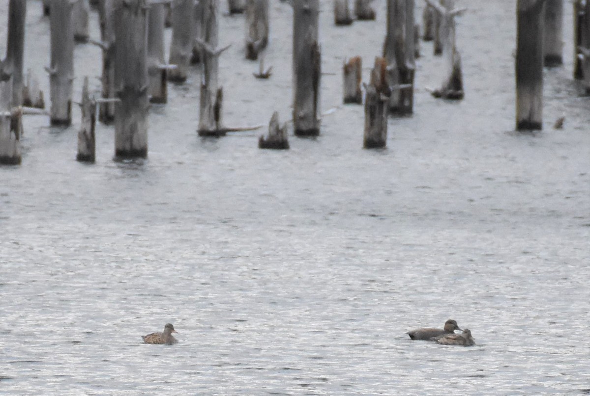 eBird Checklist - 3 Nov 2019 - Merrill Creek Reservoir--Scotts Mountain ...