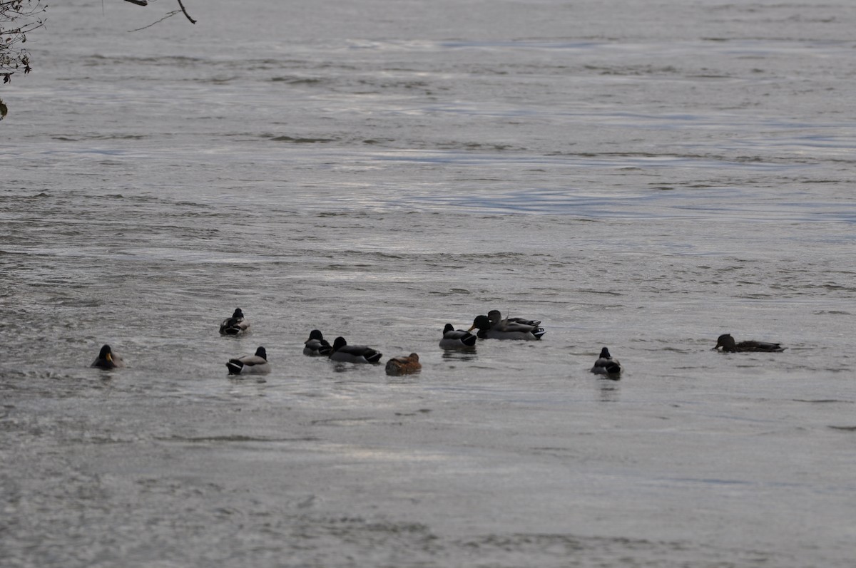 eBird Checklist - 3 Nov 2019 - Unity Island--North End - 9 species