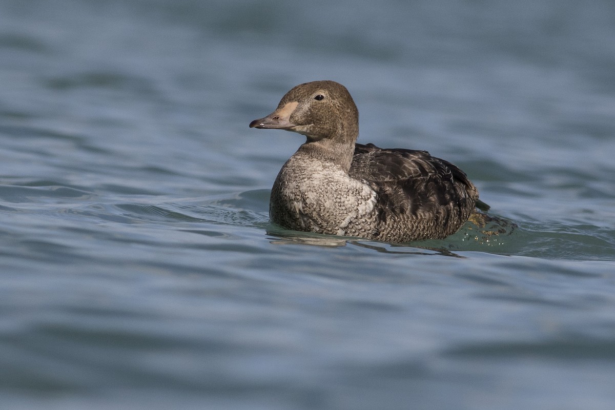 King Eider - Somateria spectabilis - Media Search - Macaulay Library and eBird