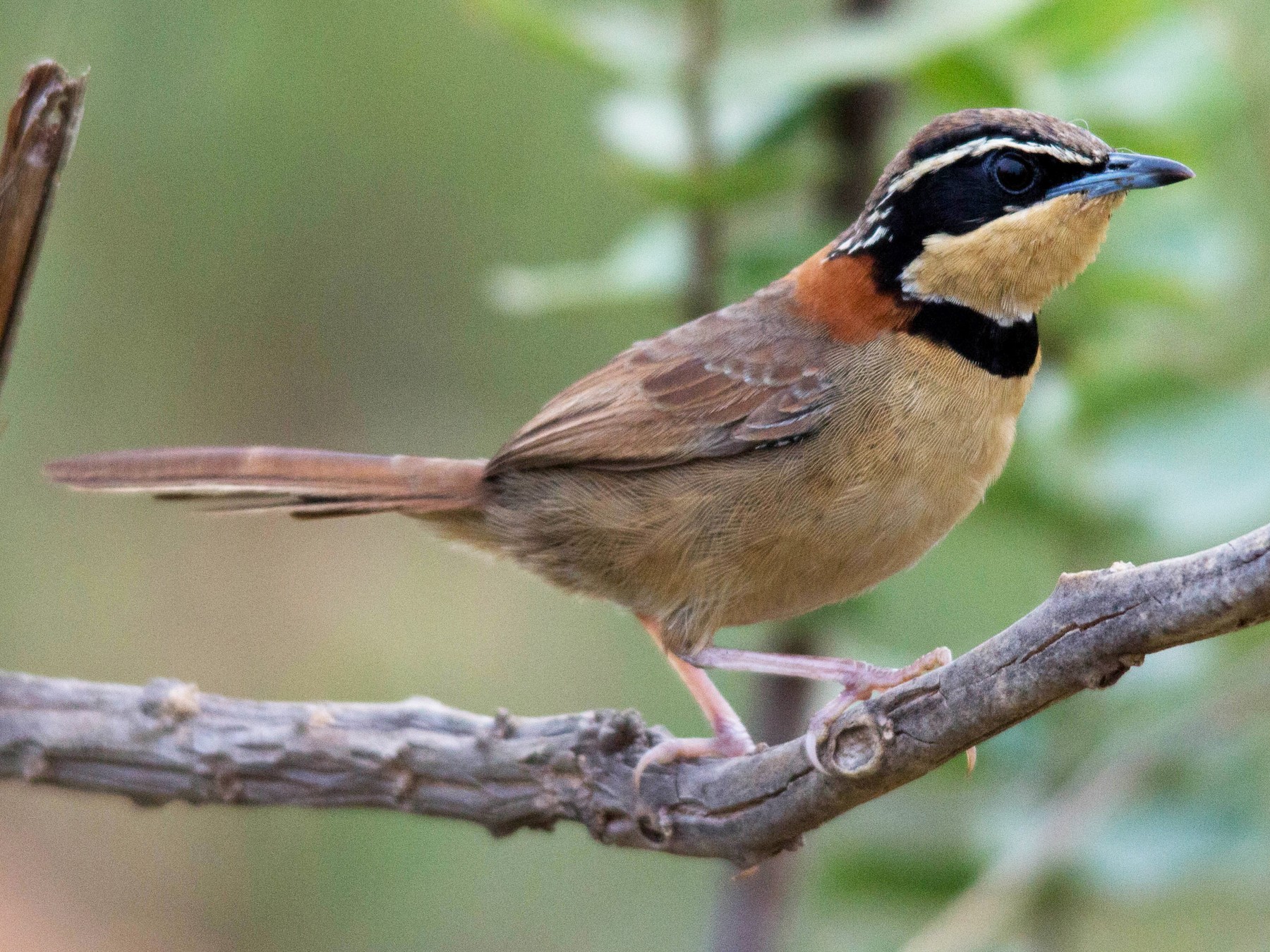 Collared Crescentchest - eBird