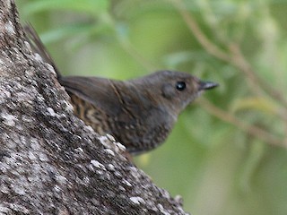 Rock Tapaculo - eBird