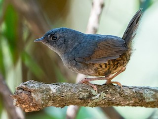 Rock Tapaculo - eBird
