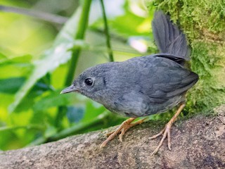 Rock Tapaculo - eBird