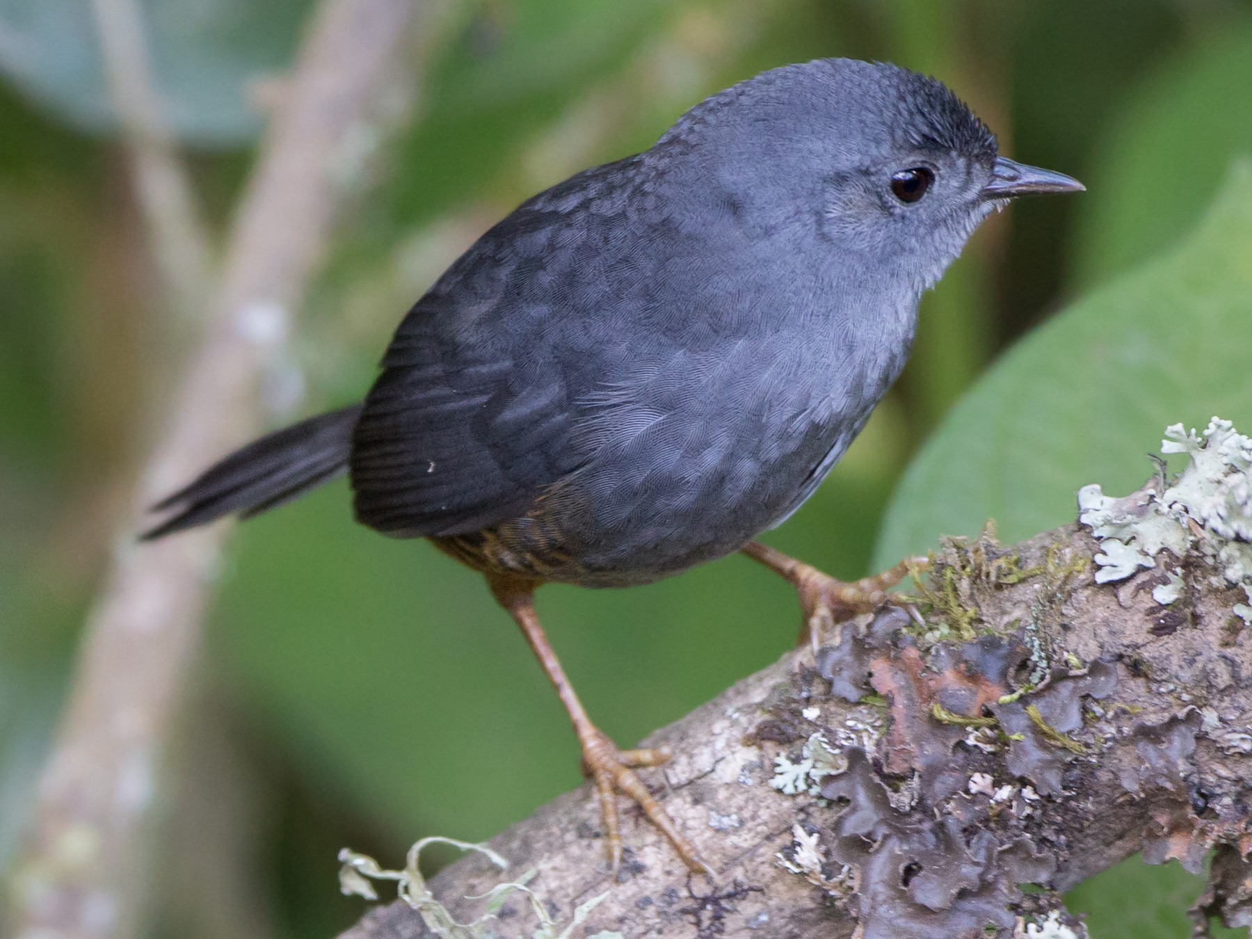 Rock Tapaculo - eBird