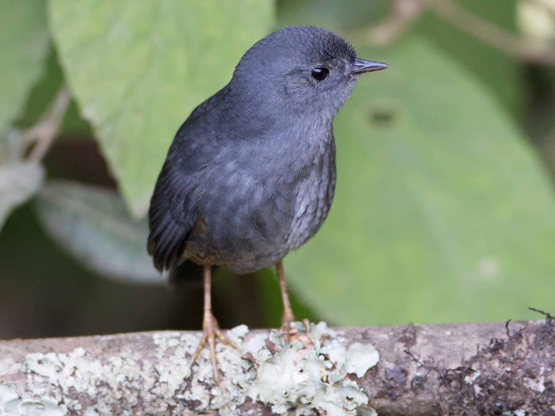 Rock Tapaculo - eBird