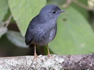 Rock Tapaculo - eBird