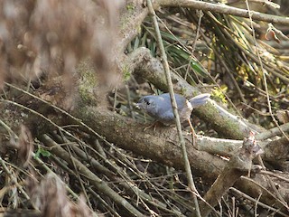Rock Tapaculo - eBird