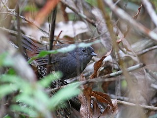 Diamantina Tapaculo - eBird