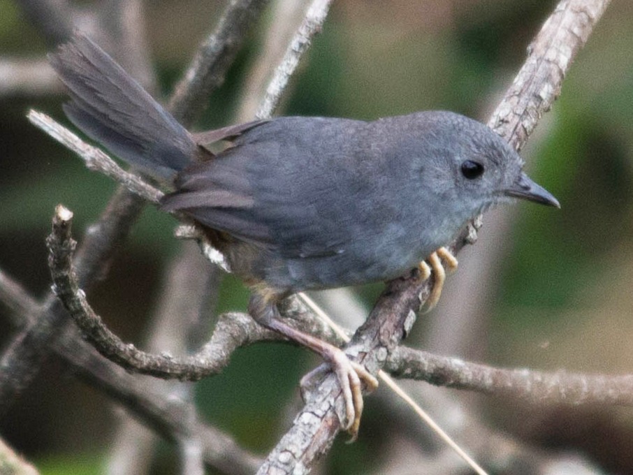 Mérulaxe de Brasilia - eBird