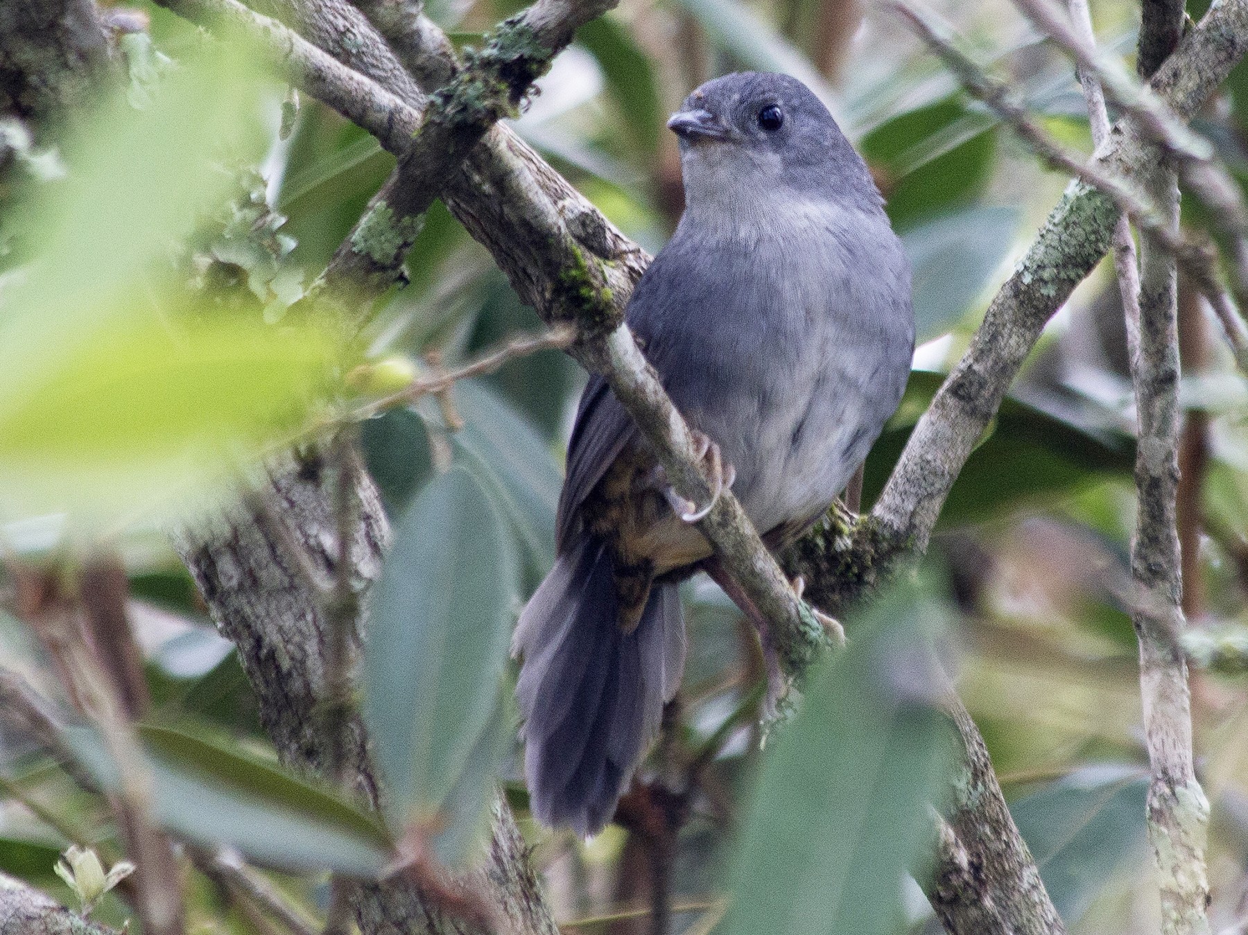 Brasilia Tapaculo - eBird