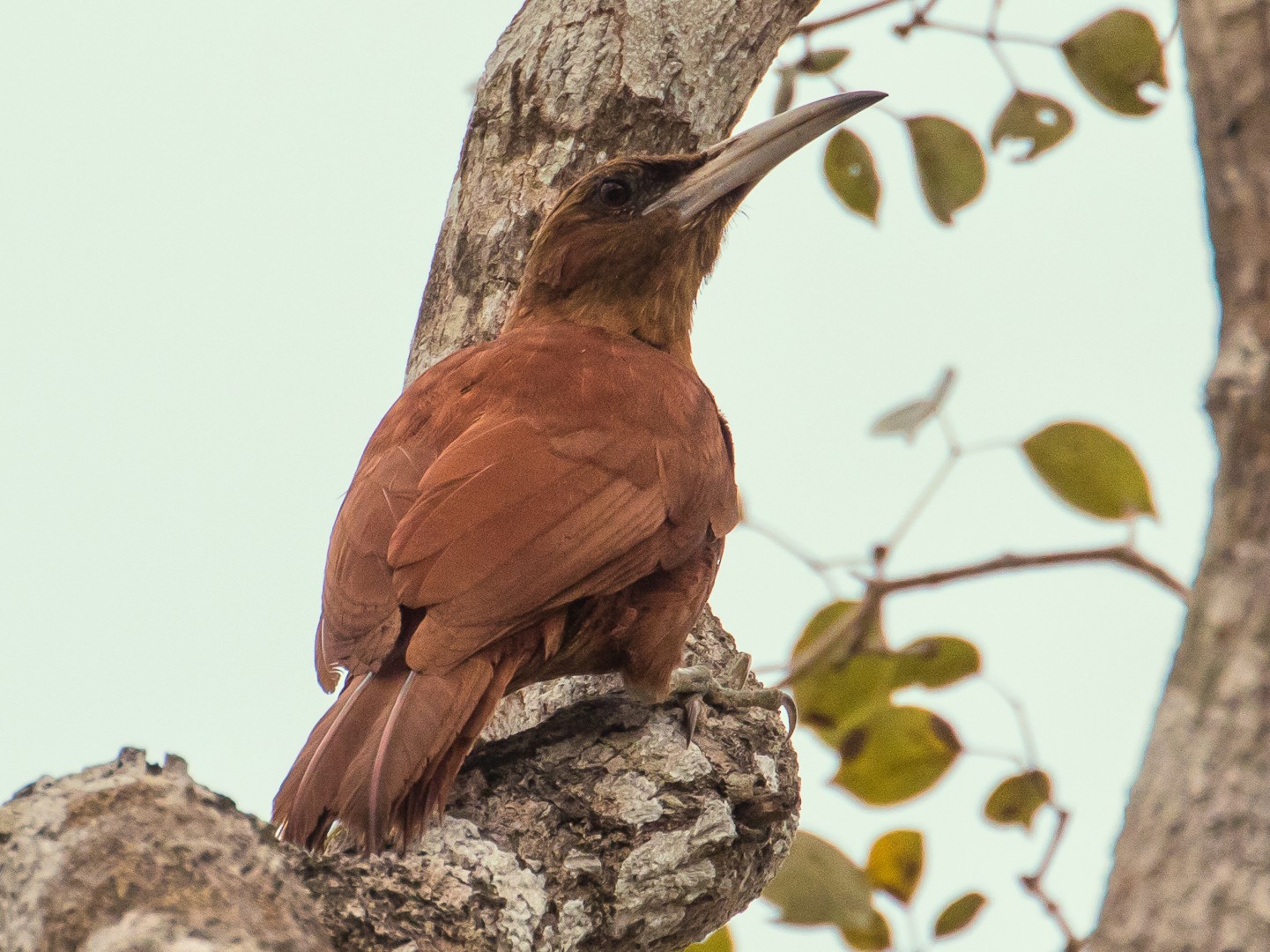 Great Rufous Woodcreeper - eBird