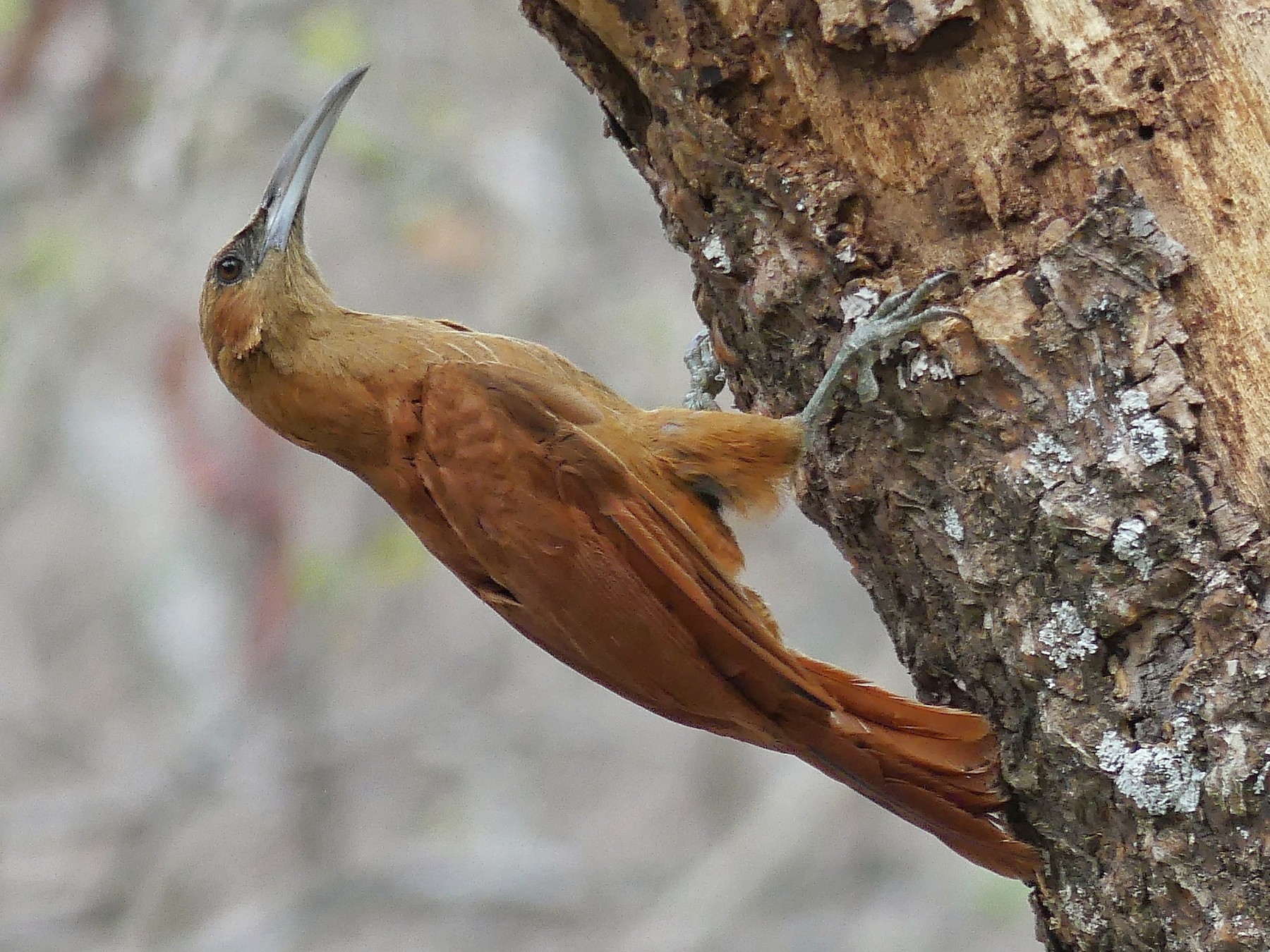 Great Rufous Woodcreeper - eBird