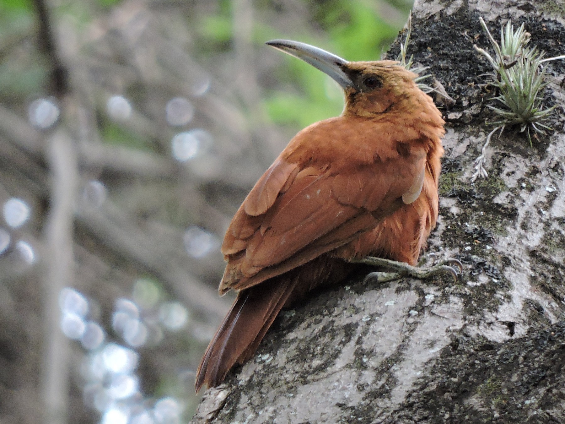 Great Rufous Woodcreeper - eBird