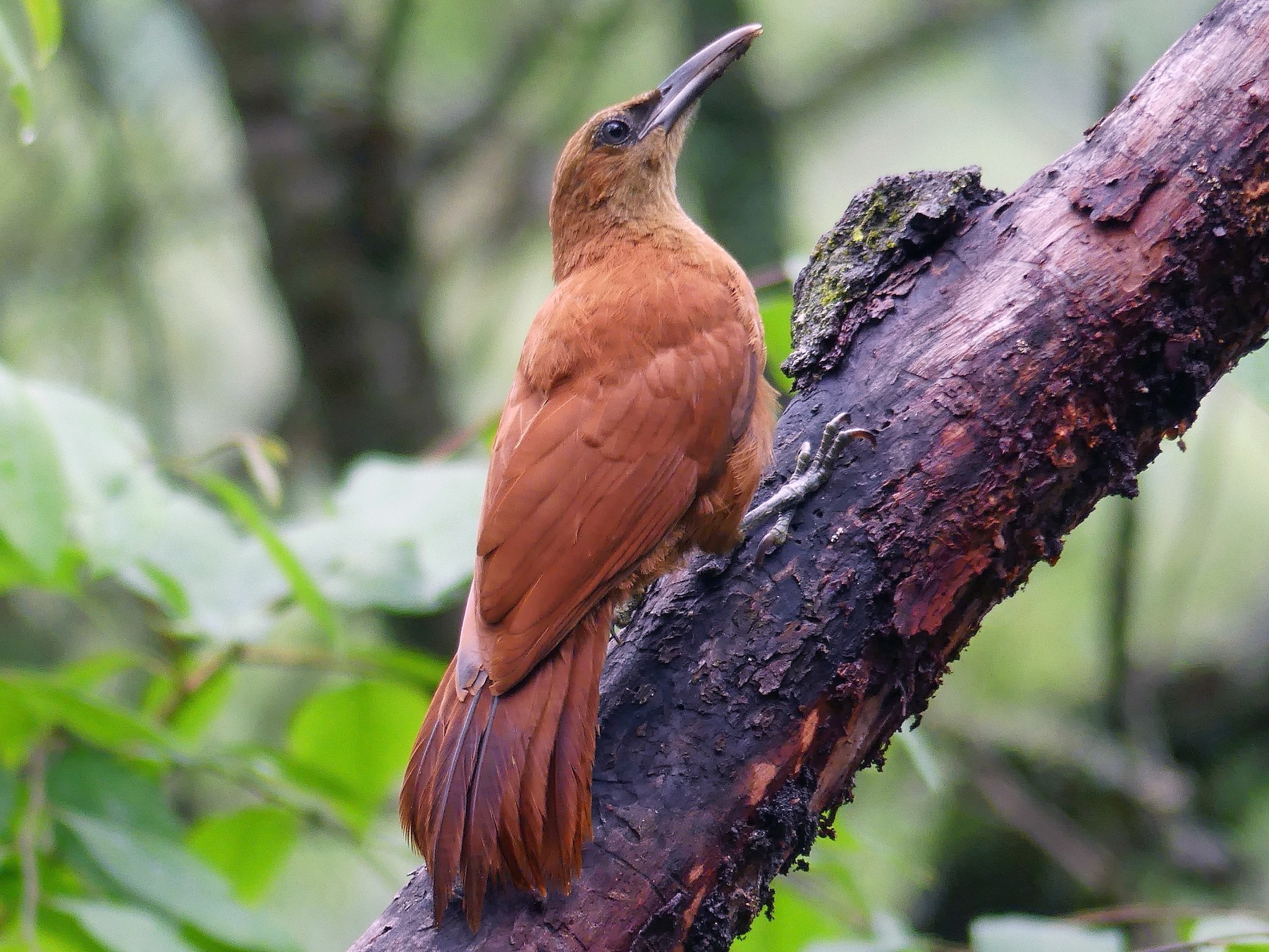 Great Rufous Woodcreeper - eBird