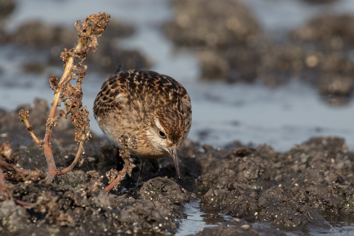 eBird Checklist - 3 Nov 2019 - Iona Island Bird Observatory - 62 species