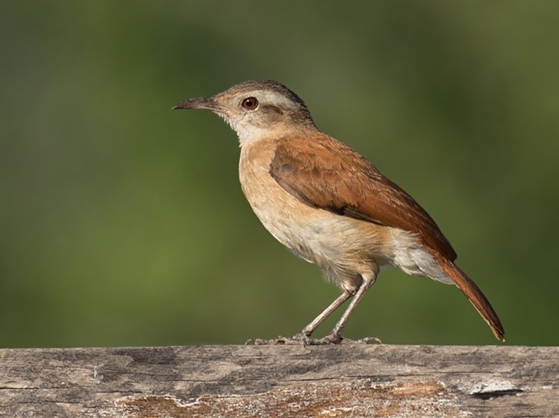 Lesser Hornero - eBird