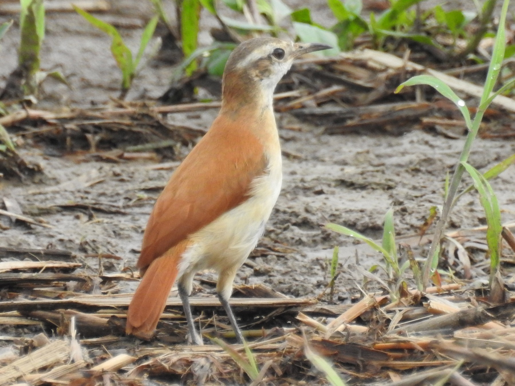 Lesser Hornero - eBird