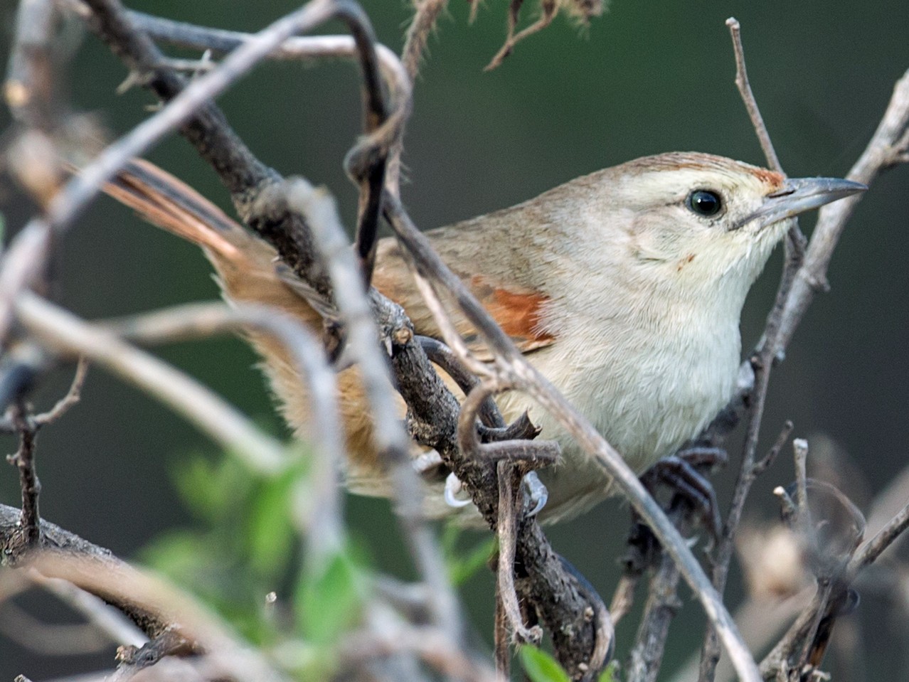 Little Thornbird - eBird