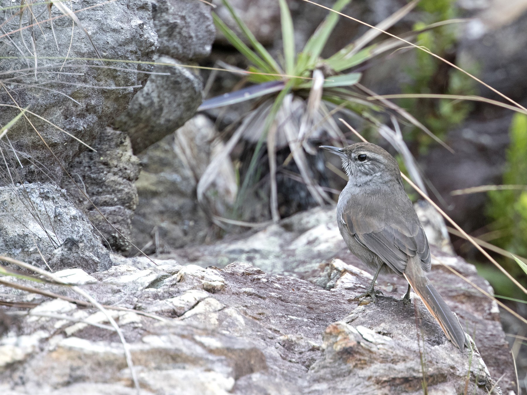 Cipo Canastero - eBird