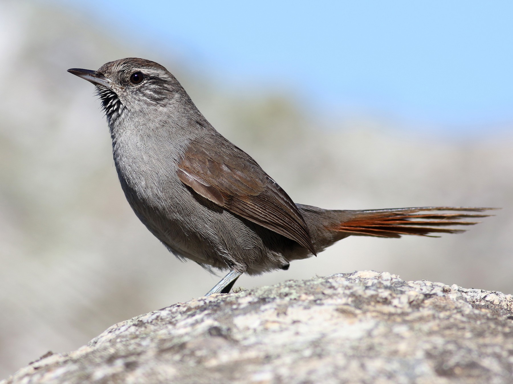 Cipo Canastero - eBird