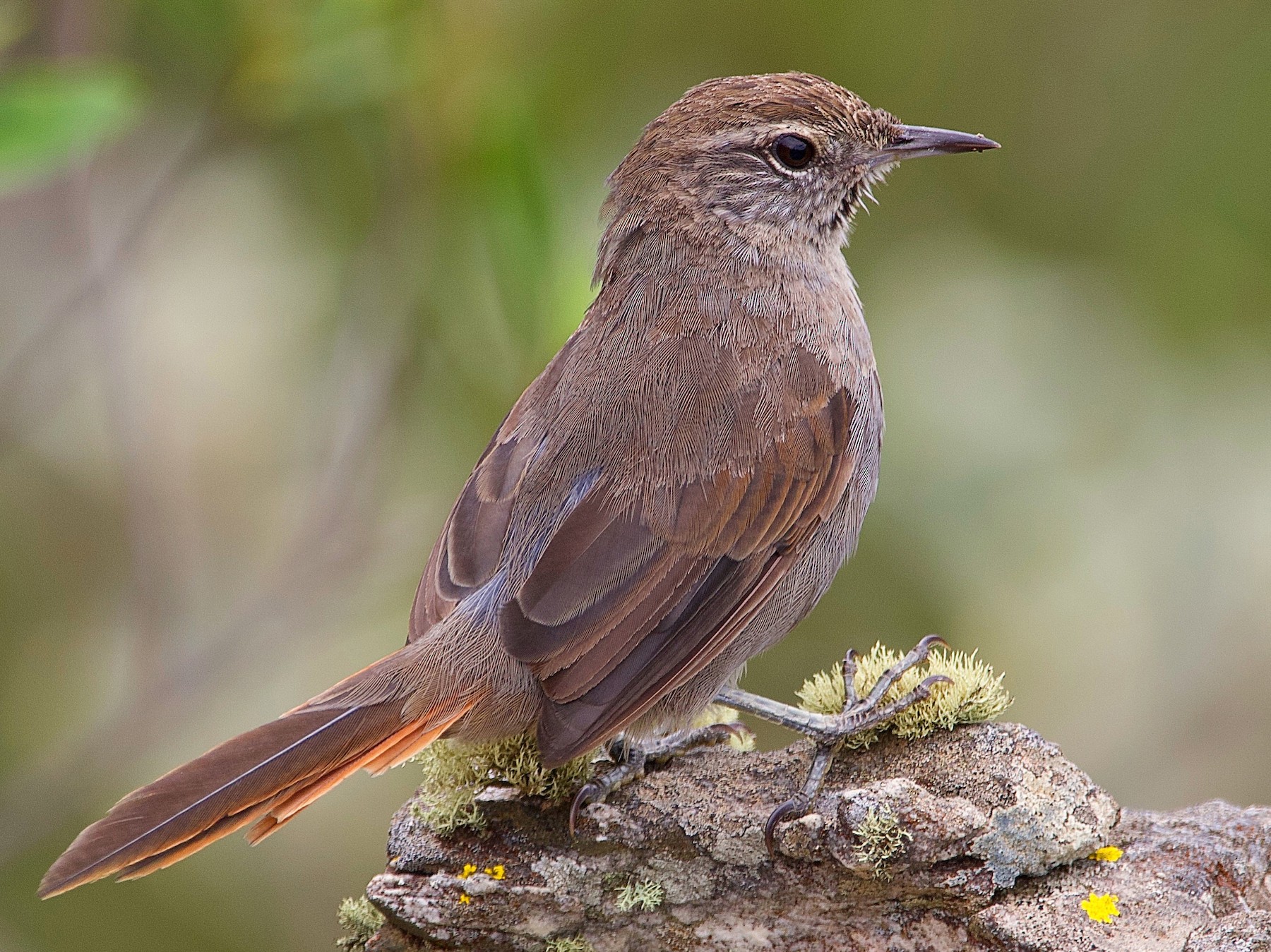 Cipo Canastero - eBird