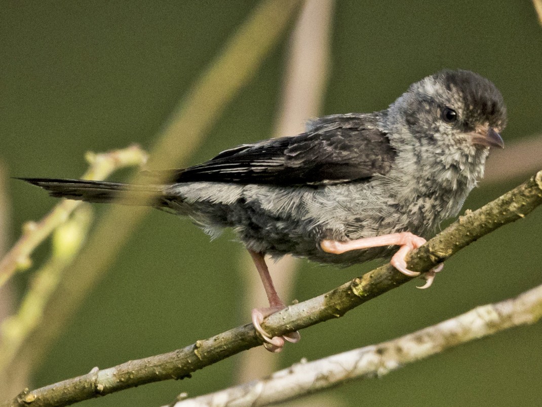 Pink-legged Graveteiro - eBird