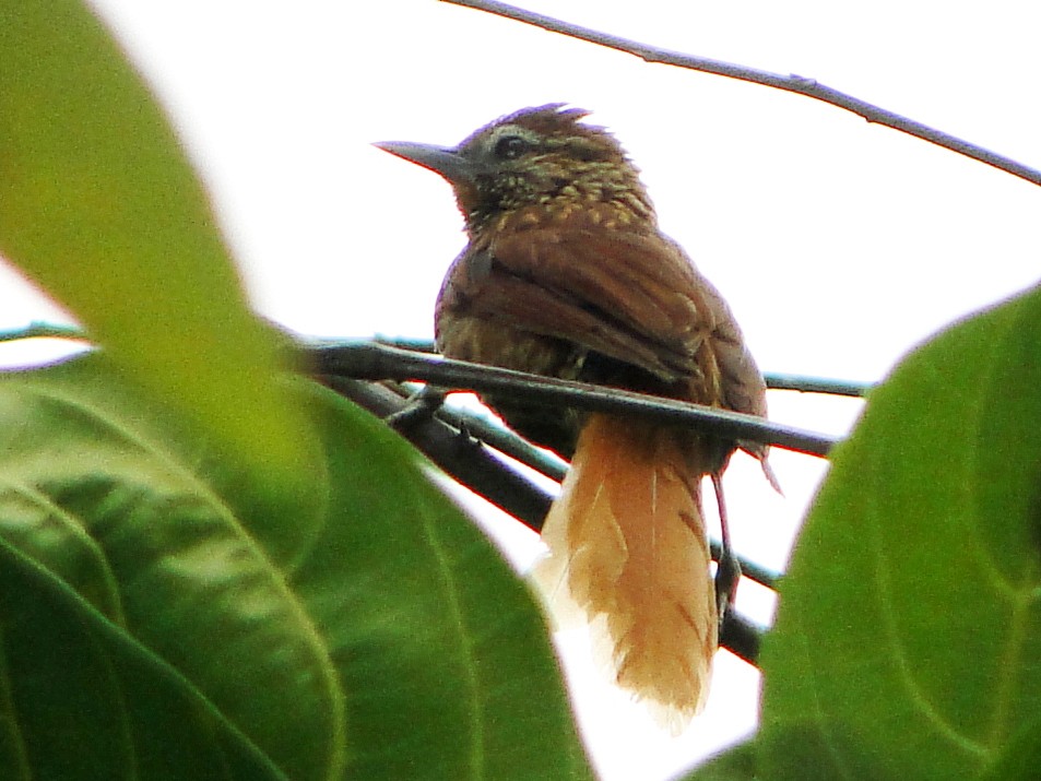 Striated Softtail - eBird
