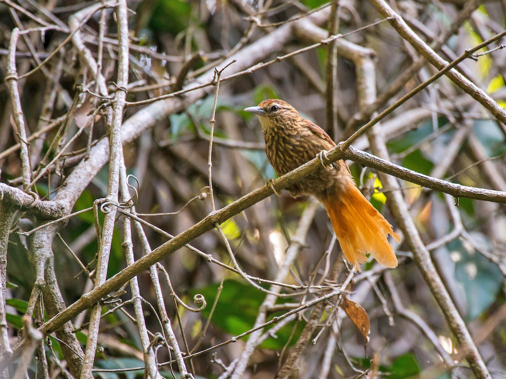Striated Softtail - eBird