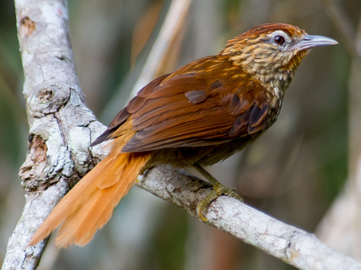 Striated Softtail - eBird