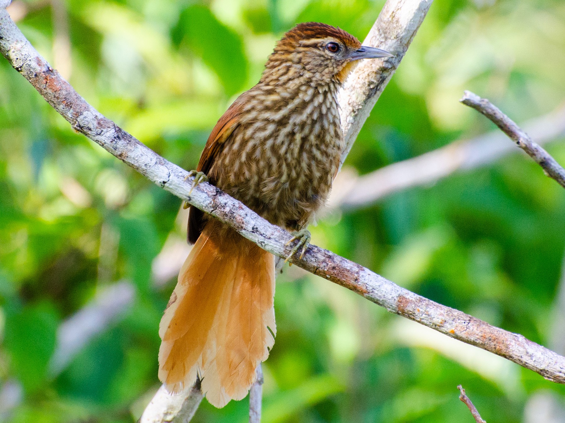 Striated Softtail - eBird