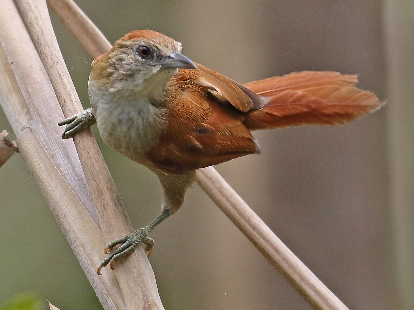 Parker's Spinetail - eBird
