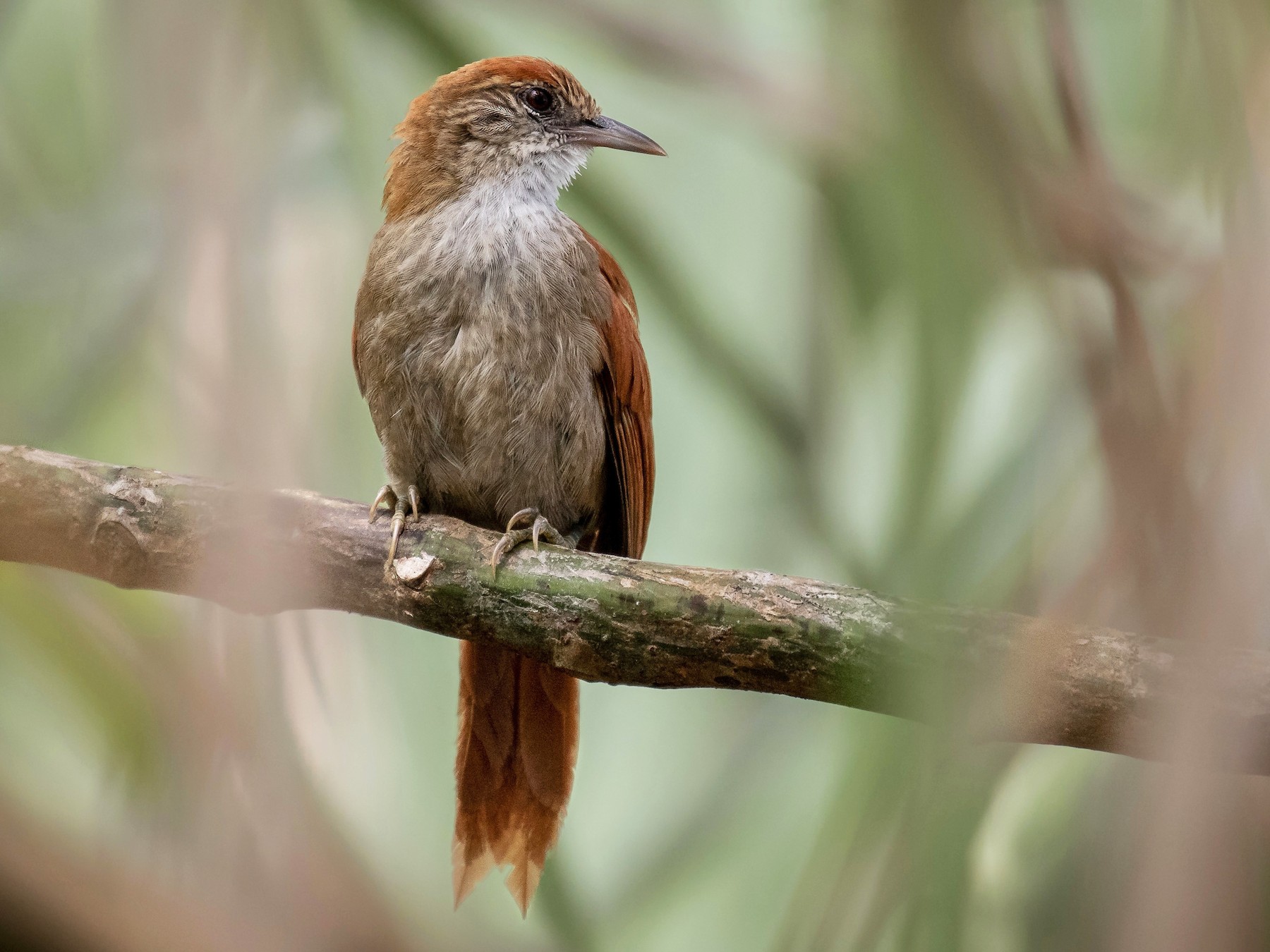 Parker's Spinetail - eBird