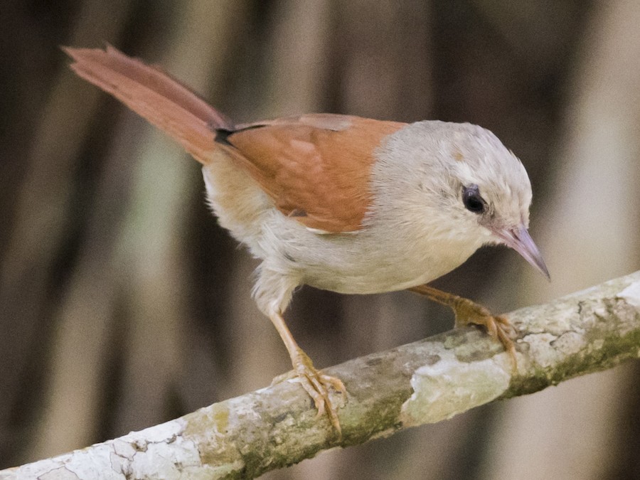 Synallaxe à tête grise - eBird