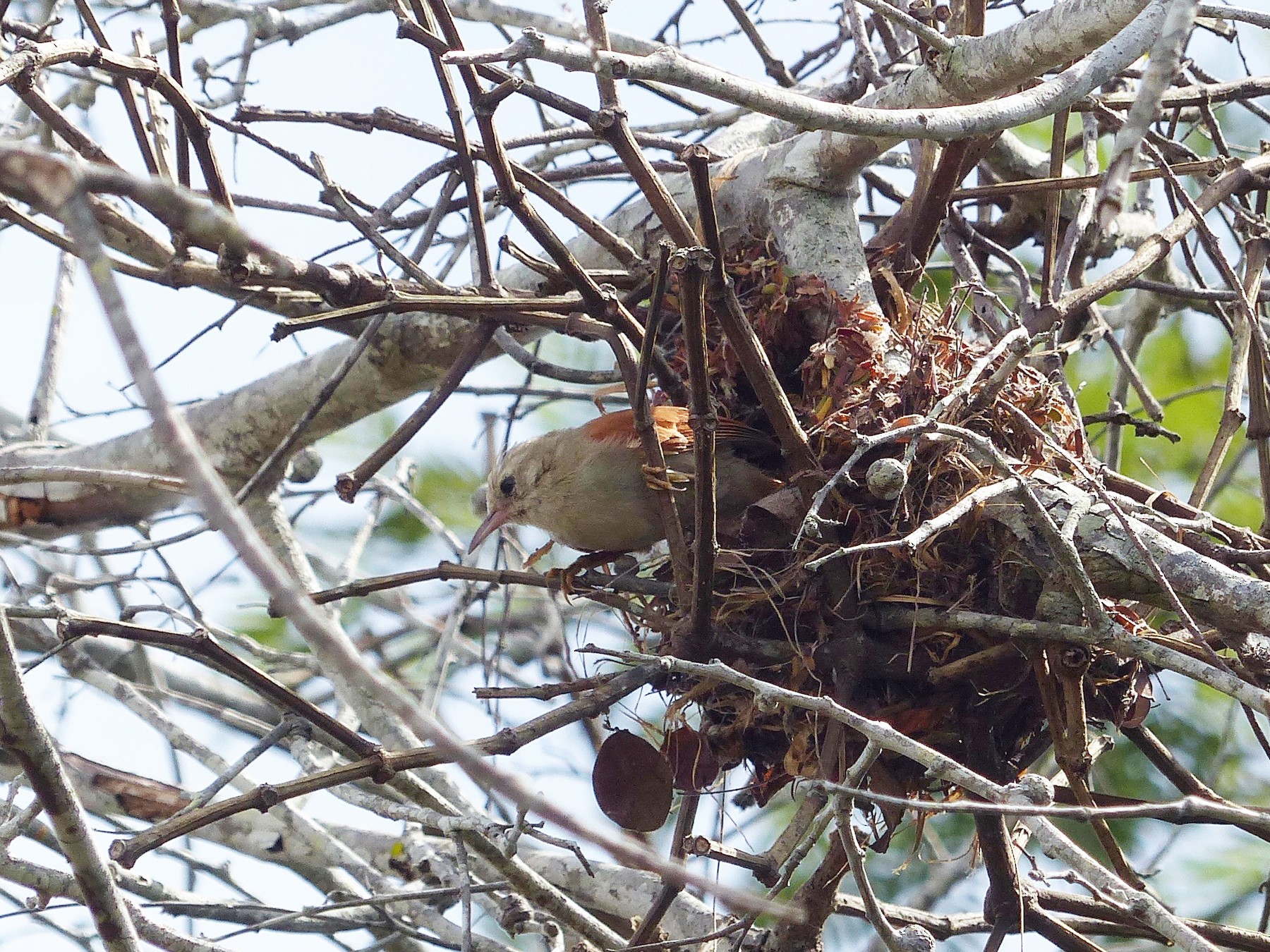 Synallaxe à tête grise - eBird