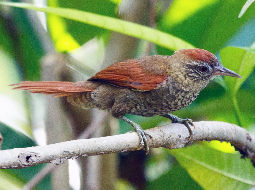 Scaled Spinetail - eBird