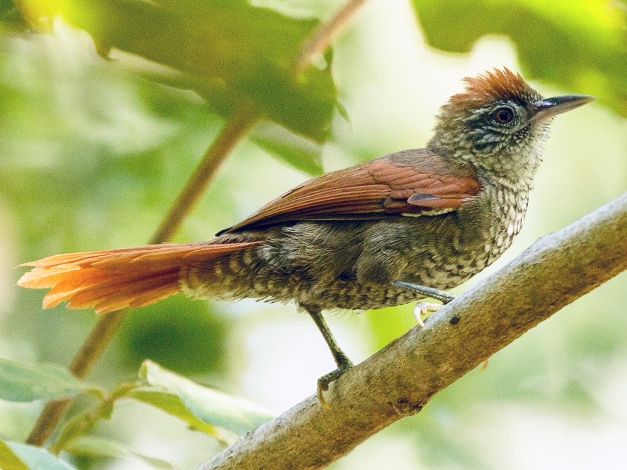 Pullu Dikenkuyruk - eBird