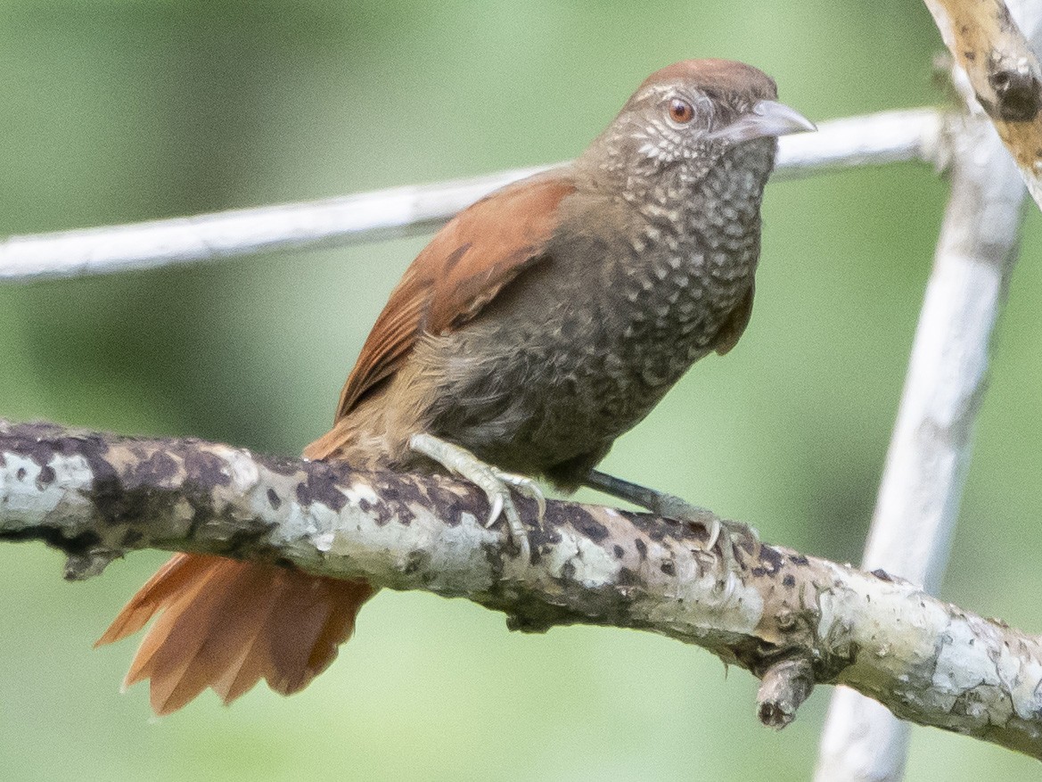 Pullu Dikenkuyruk - eBird