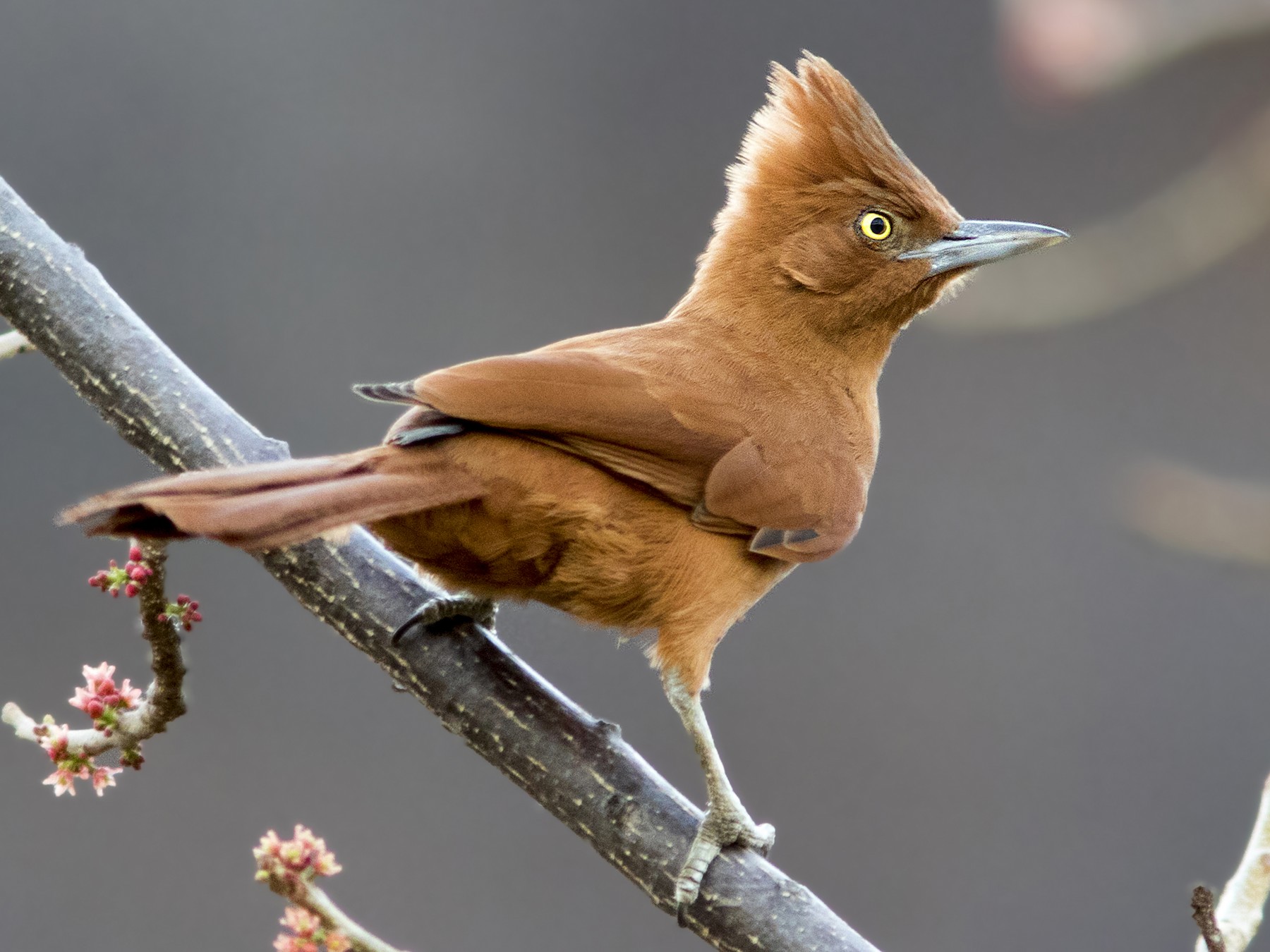 Caatinga Cacholote - eBird