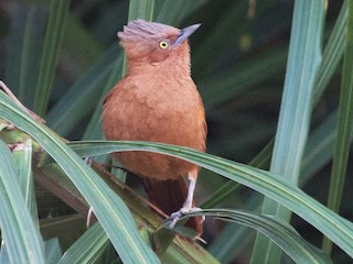 Rufous Cacholote - eBird