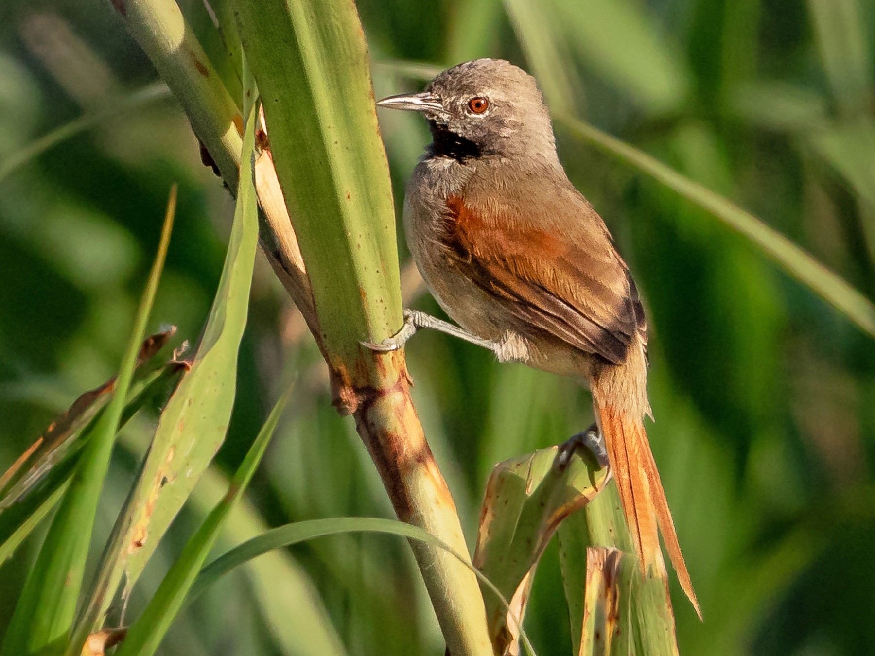 White-bellied Spinetail - eBird