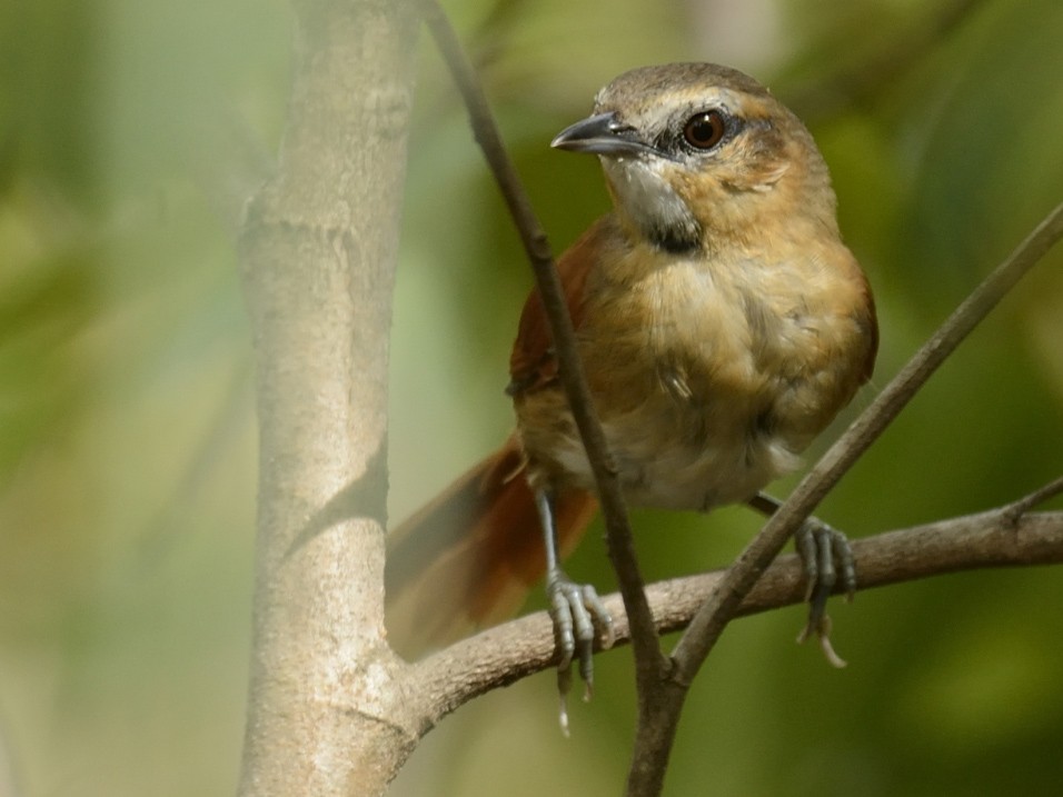 Ochre-cheeked Spinetail - eBird