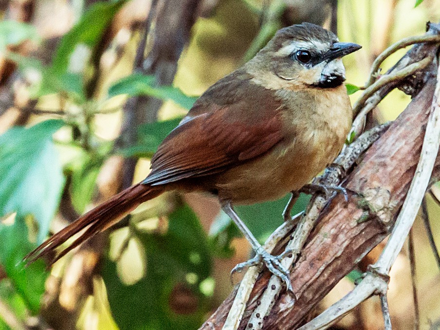 Ochre-cheeked Spinetail - eBird