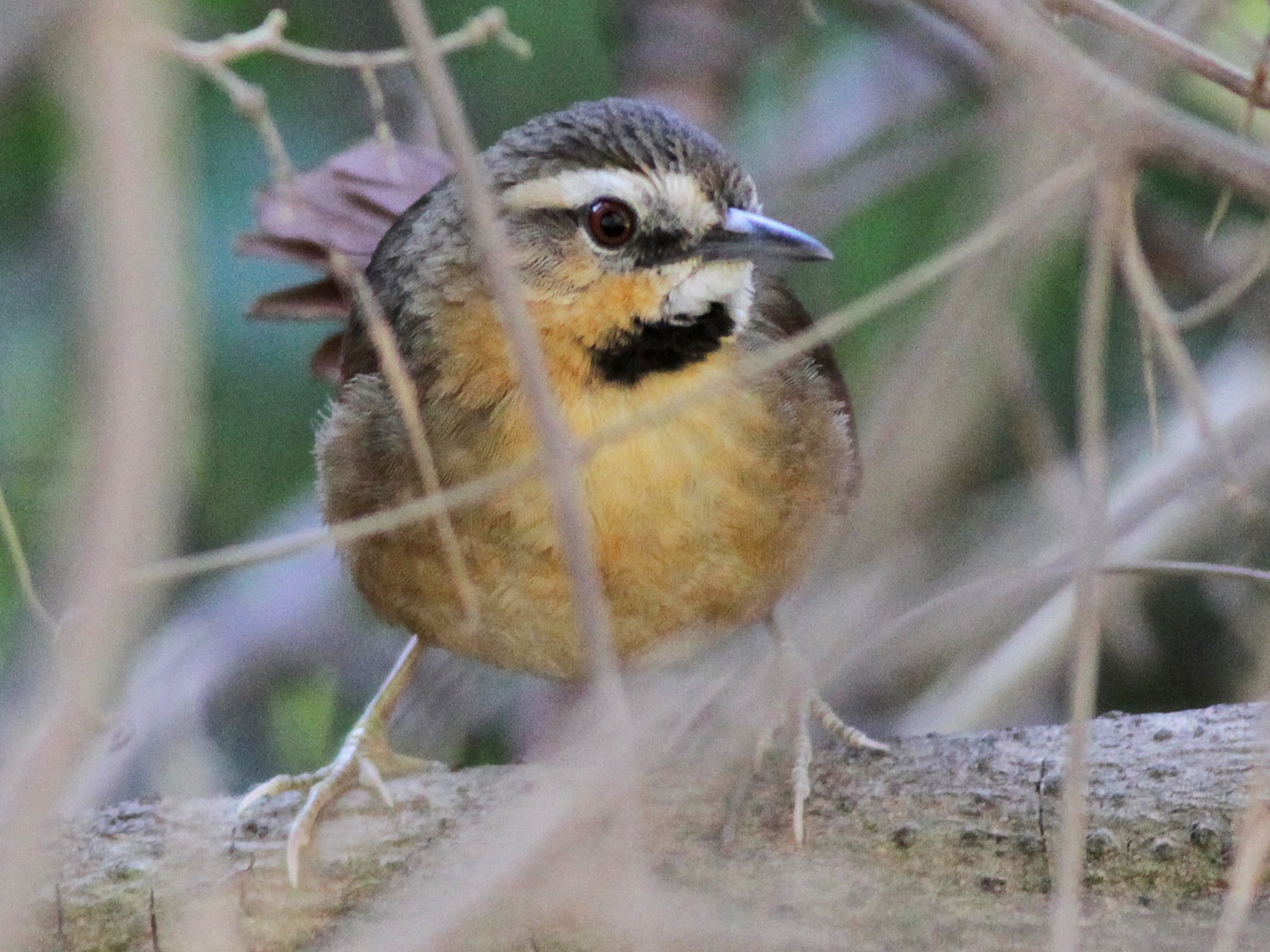Ochre-cheeked Spinetail - eBird