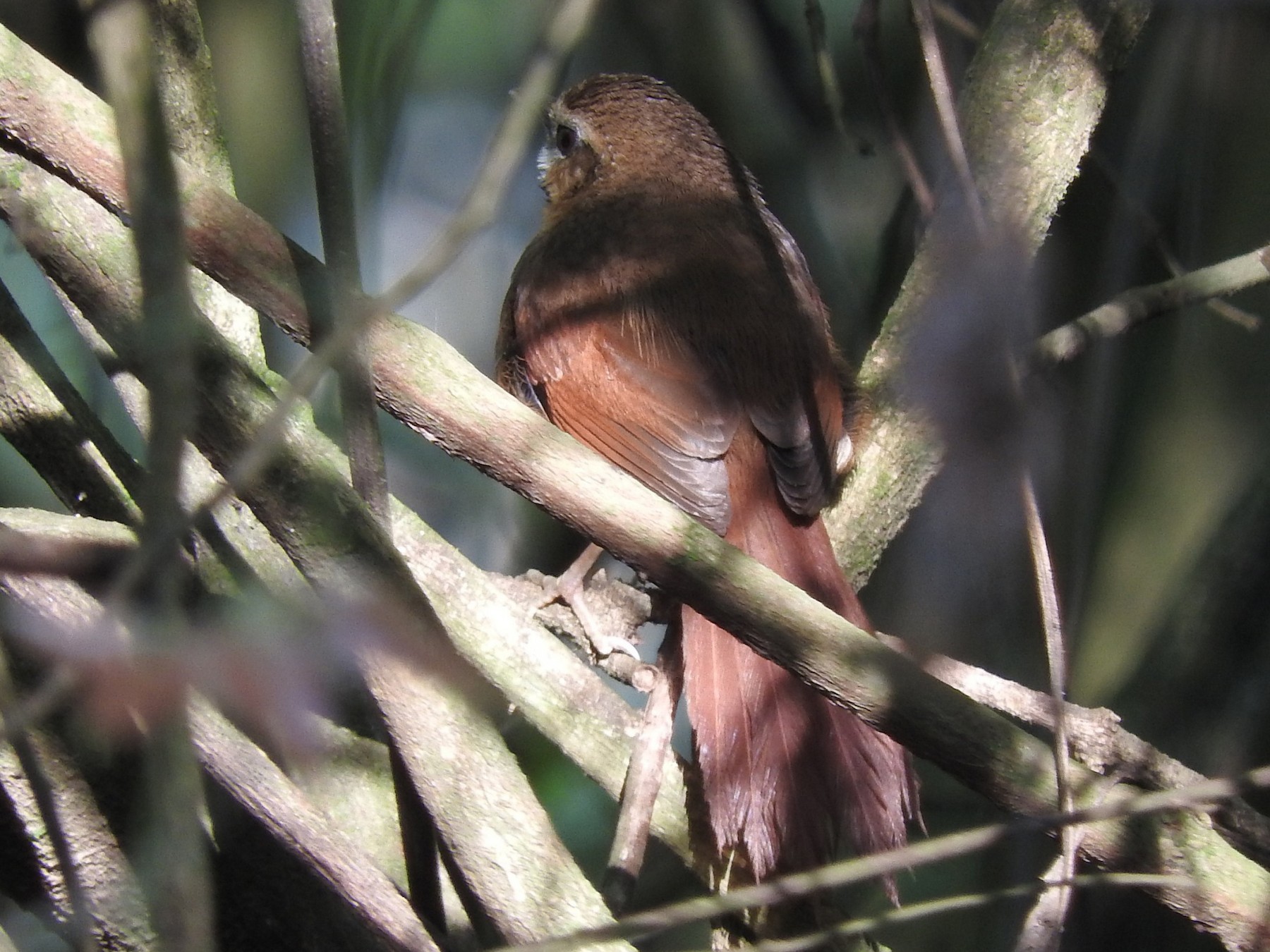 Ochre-cheeked Spinetail - eBird
