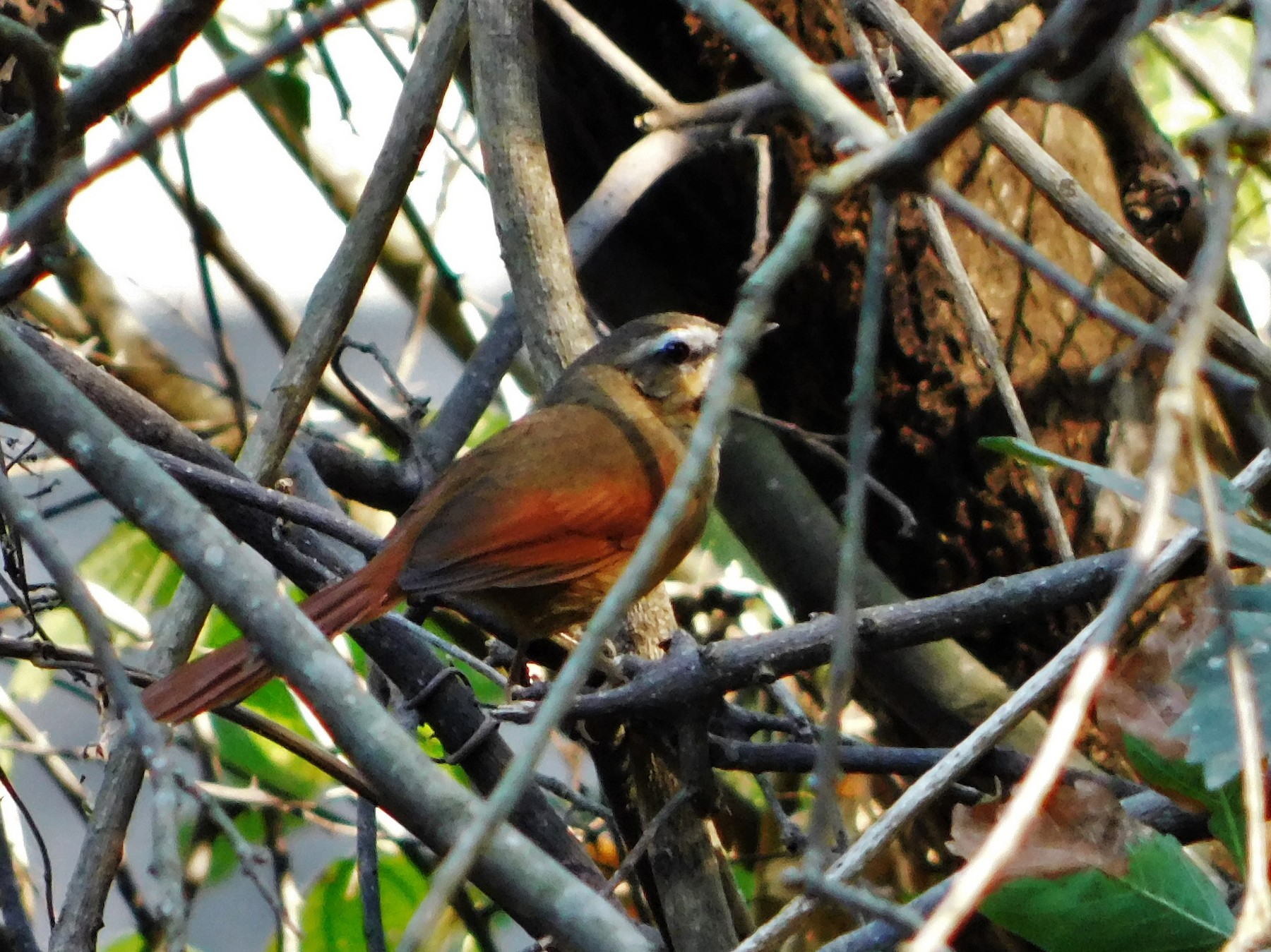 Ochre-cheeked Spinetail - eBird