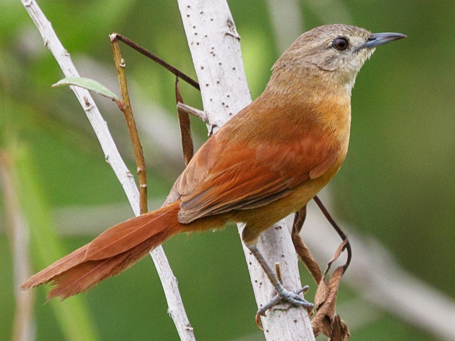 Pijuí ocráceo - eBird