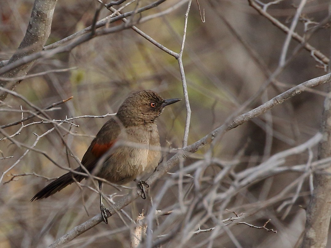 Pijuí de Hellmayr - eBird