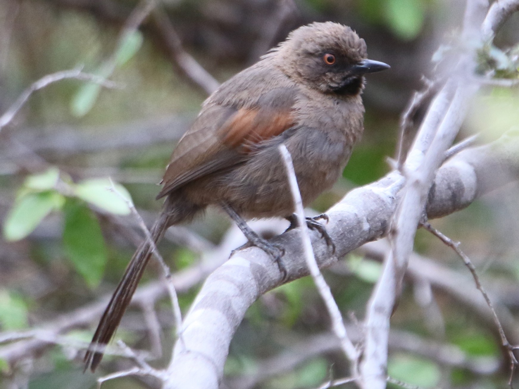 Red-shouldered Spinetail - eBird