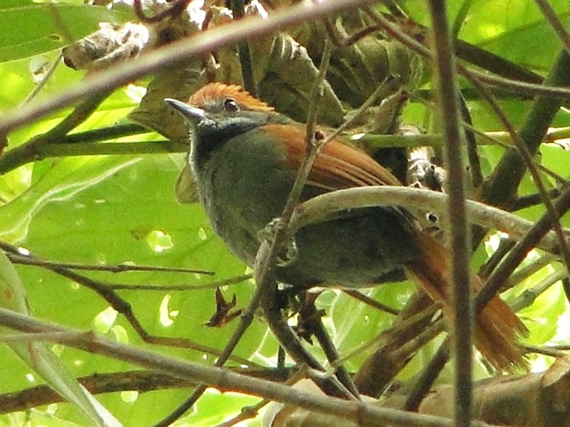 Pinto's Spinetail - eBird